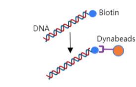 DNA pull-down 探针 - 广州铭锐科技有限公司