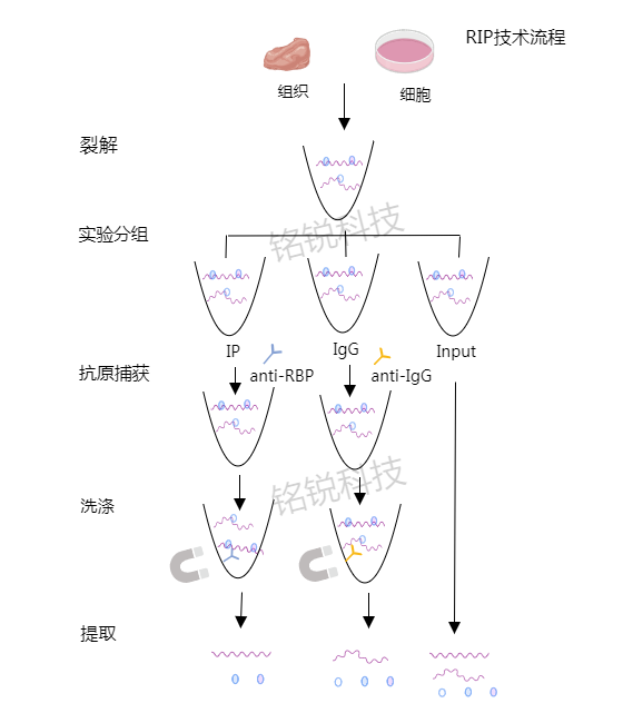 AGO2-RIP - 广州铭锐科技有限公司
