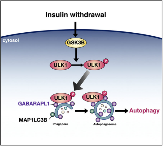 GSK3B通过磷酸化ULK1来诱导自噬 - 广州铭锐科技有限公司